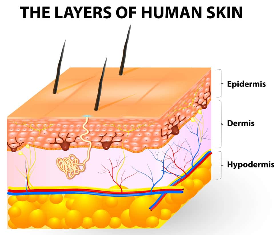 How Does Your Skin Work? | Prosthetic Skin Care Guide – Amputee Store