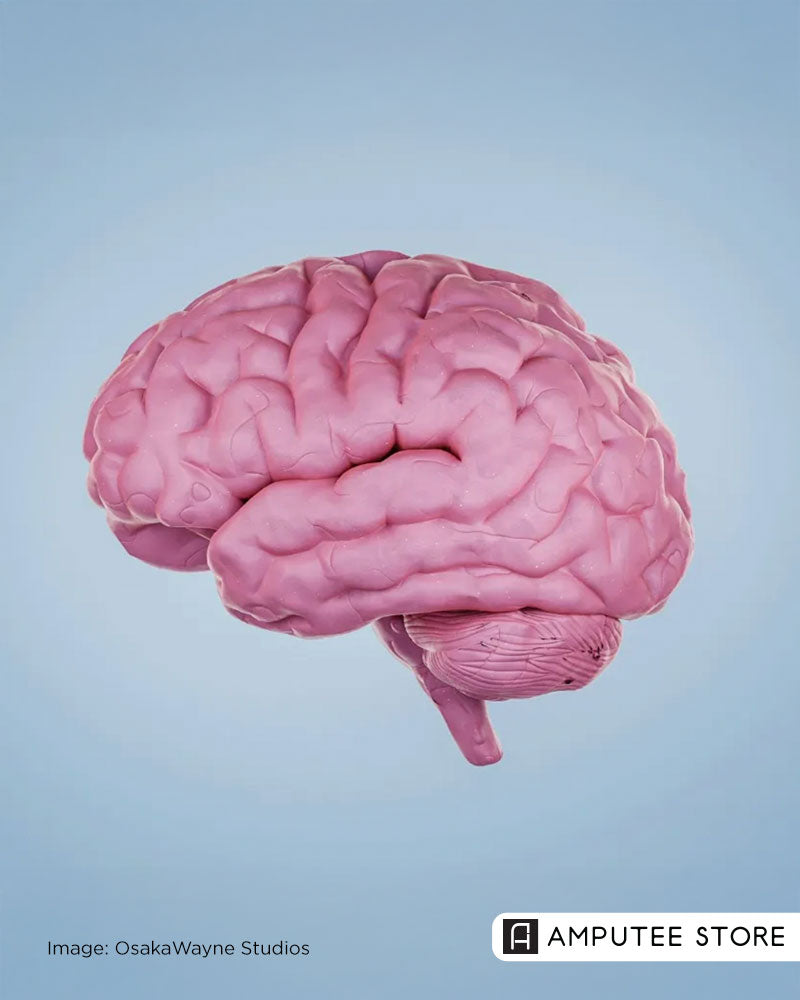 New Brain Study Challenges Phantom Limb Pain Theory – Amputee Store
